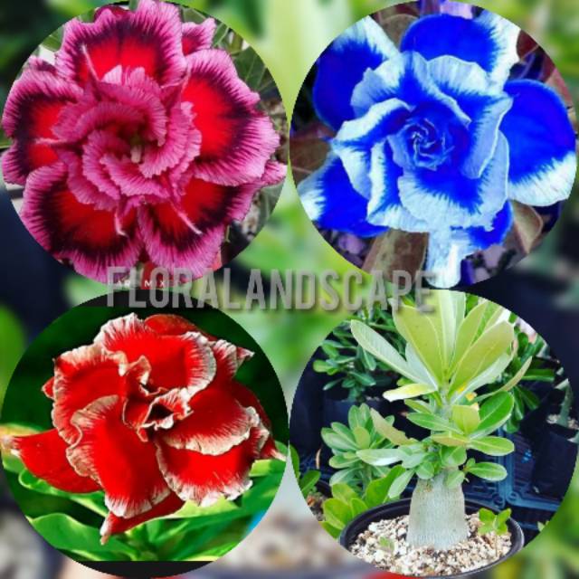 Jual Paket 3 adenium - bunga adenium - bibit adenium - kamboja jepang ...