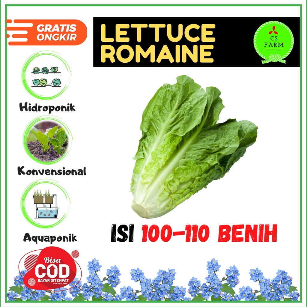 Jual Benih Lettuce Romaine Bibit Sayur Berkualitas [Seribu] EXP:08-2026 ...