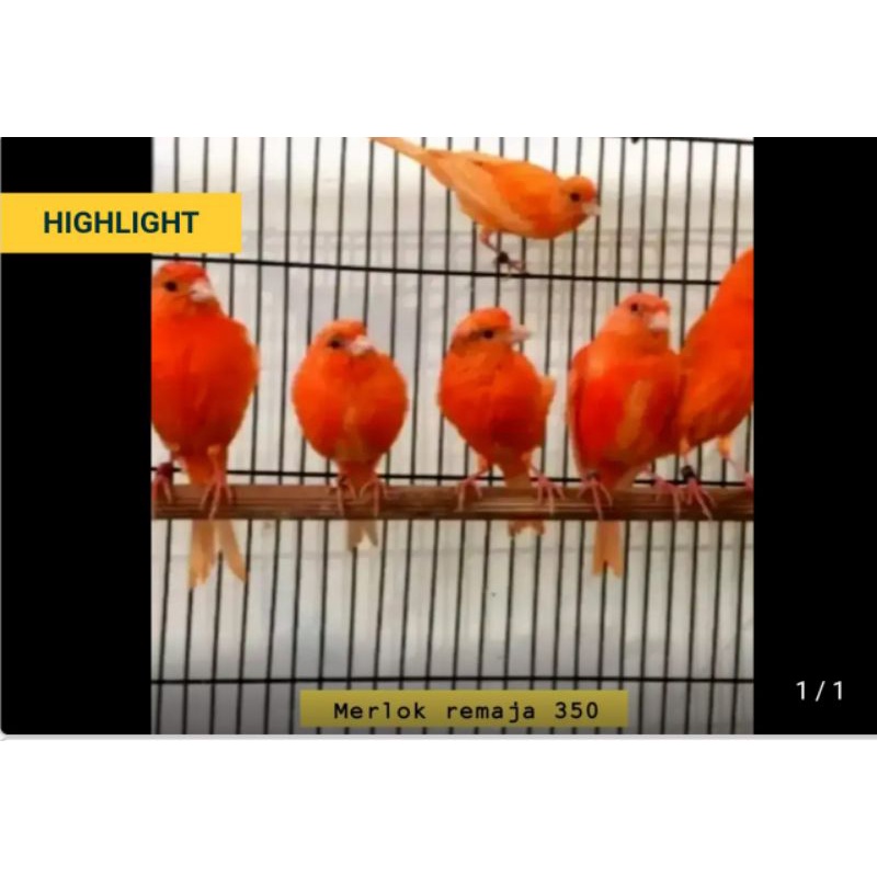 Jual burung kenari merlok remaja murah | Shopee Indonesia