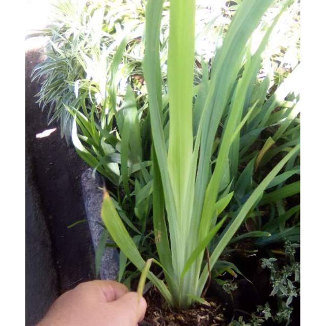 Jual Bunga airis/iris kuning | Shopee Indonesia