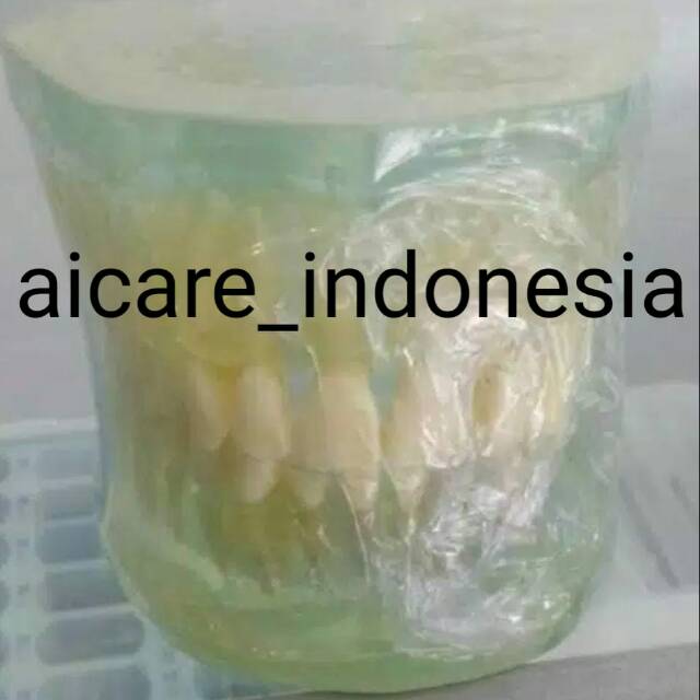 Jual Dental study model A / phantom gigi | Shopee Indonesia