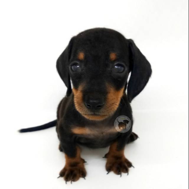 Jual Mini tekel blacktan jantan | Shopee Indonesia