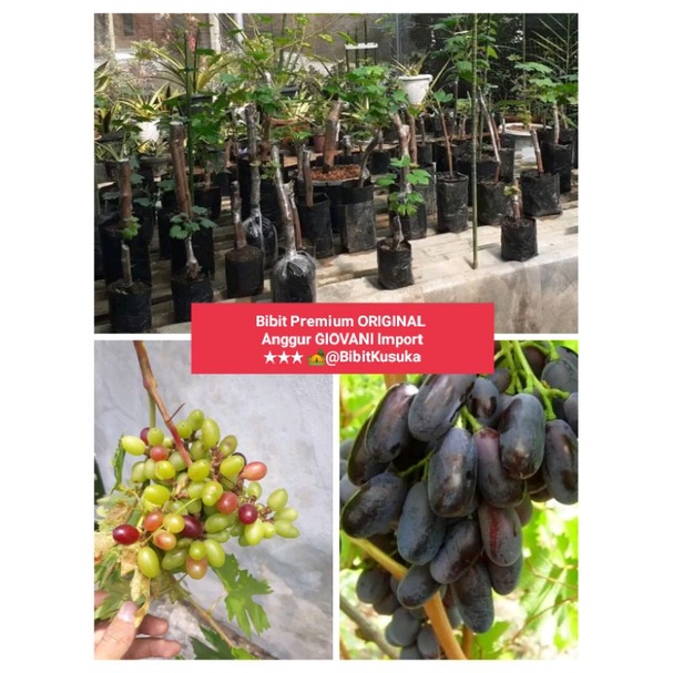Jual Bibit Anggur Import GIOVANI Varietas Unggul Premium No.1 Super ...
