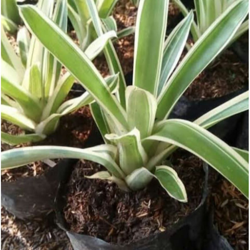 Jual pohon nanas kaligata | Shopee Indonesia