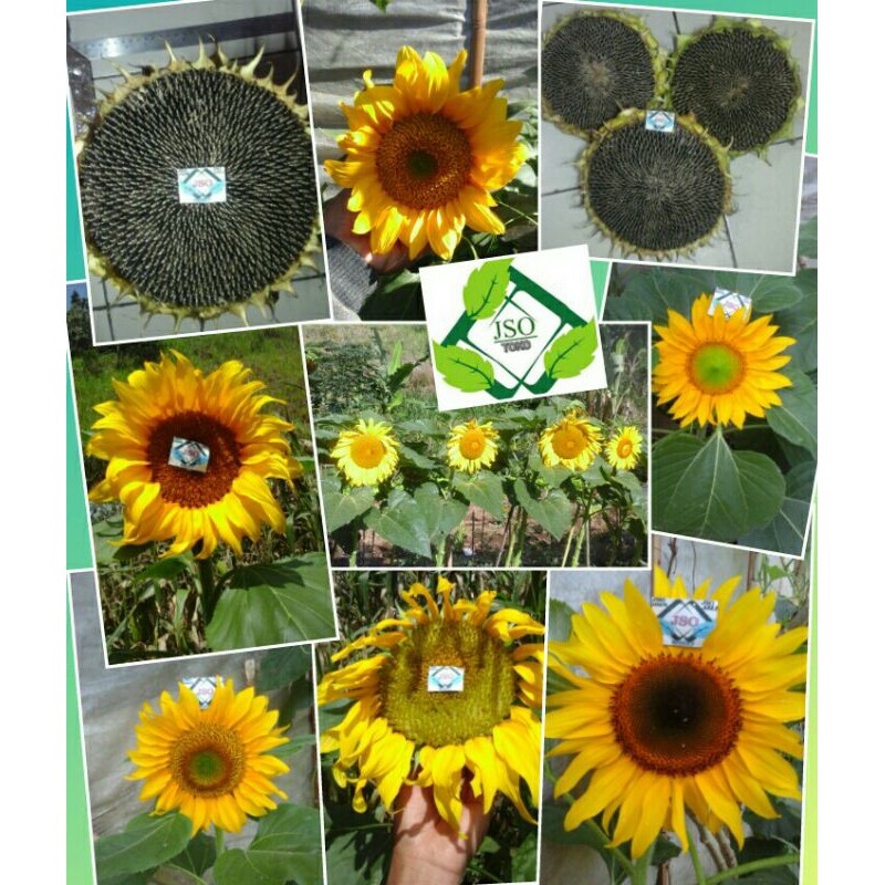 Jual 25biji bibit bunga matahari jenis sunflower kuaci jumbo mogolian ...