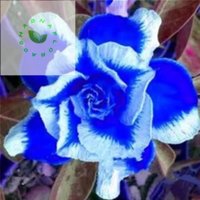 Jual promo TANAMAN HIAS ADENIUM OBESUM DESERT BLUE // LAND MIRACLE ...