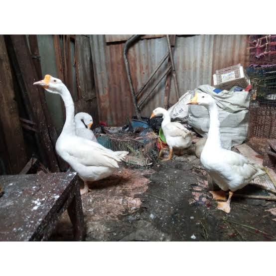 Jual TELUR ANGSA SOANG HIAS PUTIH FERTIL ASLI UNTUK TERNAK | Shopee ...