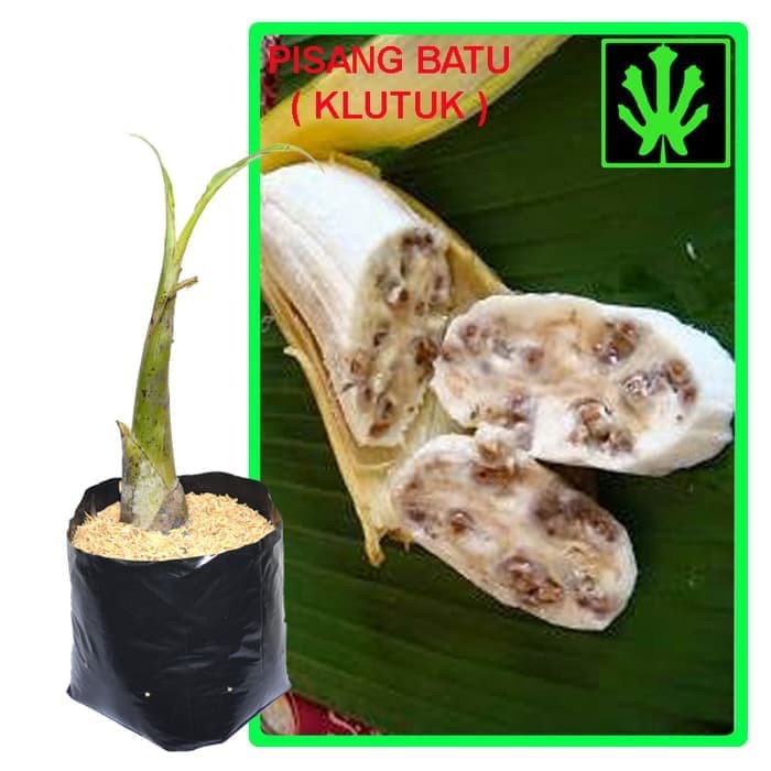 Jual BIBIT TANAMAN POHON PISANG BATU - PISANG KLUTUK - POHON PISANG ...
