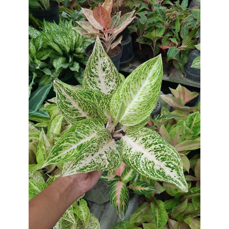 Jual Tanaman Hias Bunga Aglaonema Legacy White Putih | Shopee Indonesia