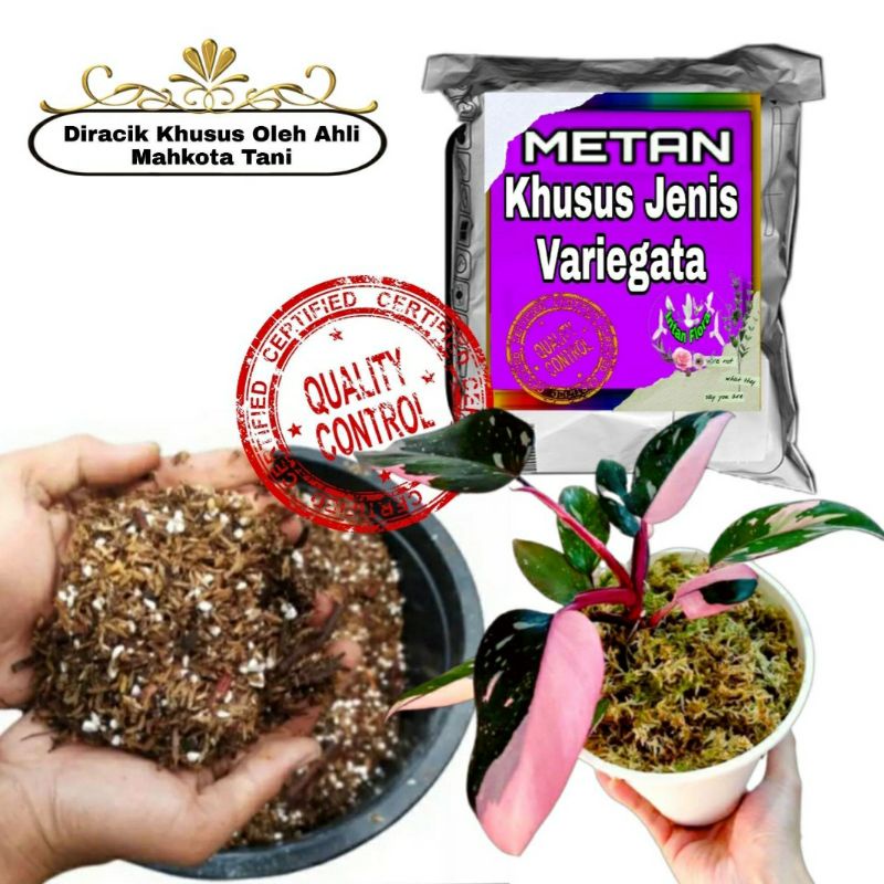Jual Media tanam Variegata Mutasi Genetik Alami | Shopee Indonesia