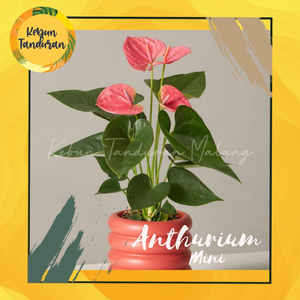 Jual Tanaman hias anthurium mickey mouse Anturium Mini Merah anthurium ...
