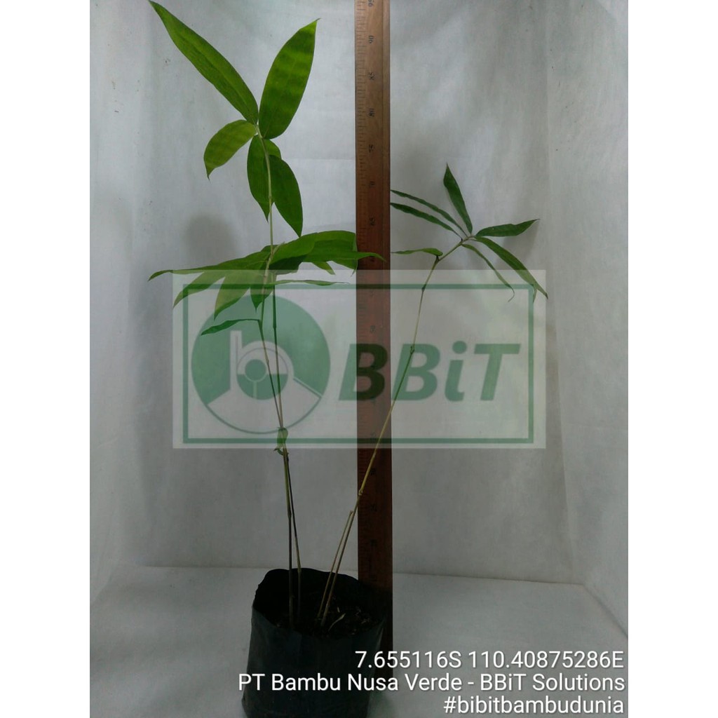 Jual Bibit bambu sembilang / Dendrocalamus giganteus / giant bamboo ...