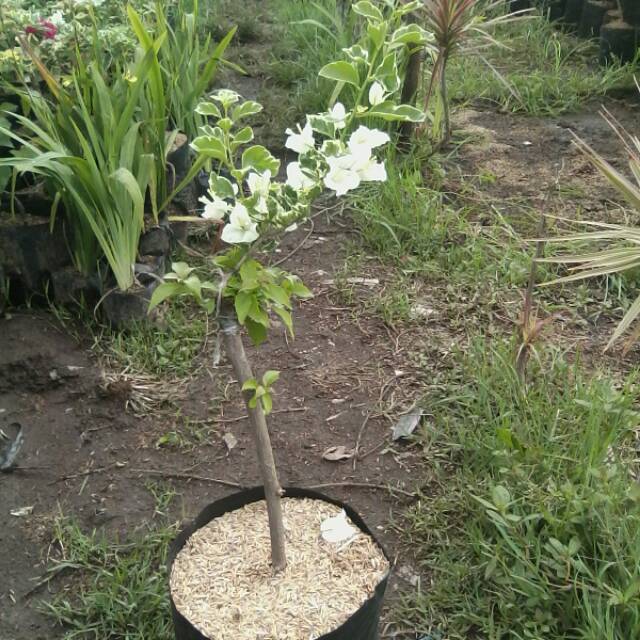 Jual Tanaman Bougenville Variegata Putih 400g | Shopee Indonesia