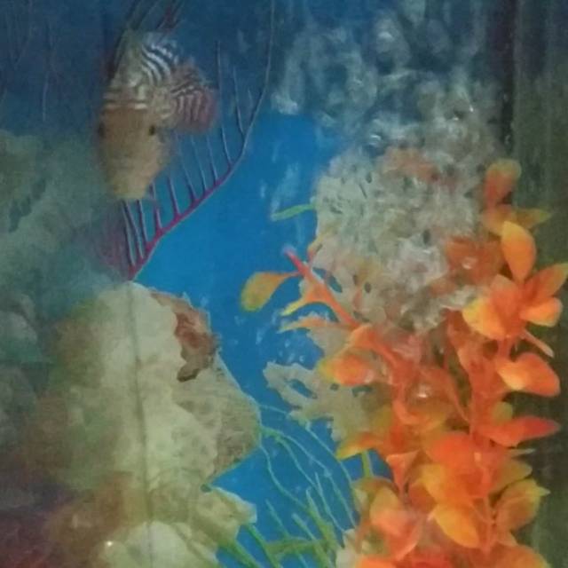 Jual kamfa v8 1000% ori thailand | Shopee Indonesia