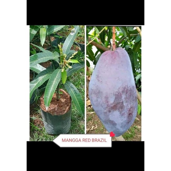 Jual bibit mangga red brasil siap buah | Shopee Indonesia