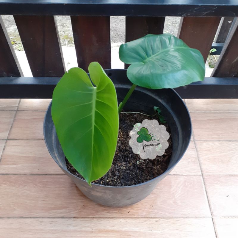 Jual monstera,scindapsus,melano | Shopee Indonesia
