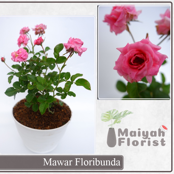 Jual Bunga Mawar Floribunda - Sudah Berbunga - Rimbun dan Berbunga ...