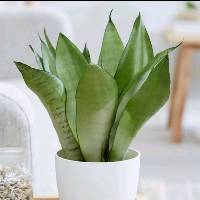 Jual Cantik Bunga Terlengkap & Harga Terbaru Februari 2026 | Shopee ...