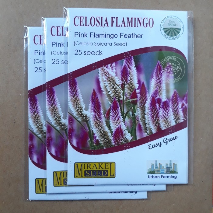 Jual Benih Celosia Flamingo Feather pink benih bunga Mirakel seed 25 ...