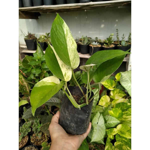 Jual sirih gading marble | marble Queen pothos marble pothos | Shopee ...