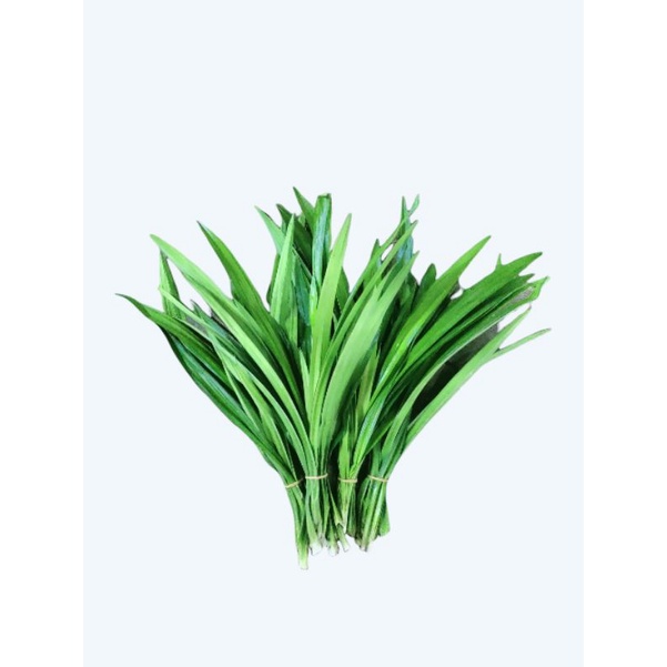 Jual Daun Pandan Wangi Per Ikat | Shopee Indonesia