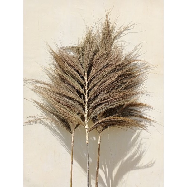 Jual Rayung Stick tinggi 1meter/Pampas Tanpa Bulu/Dried Flower | Shopee ...