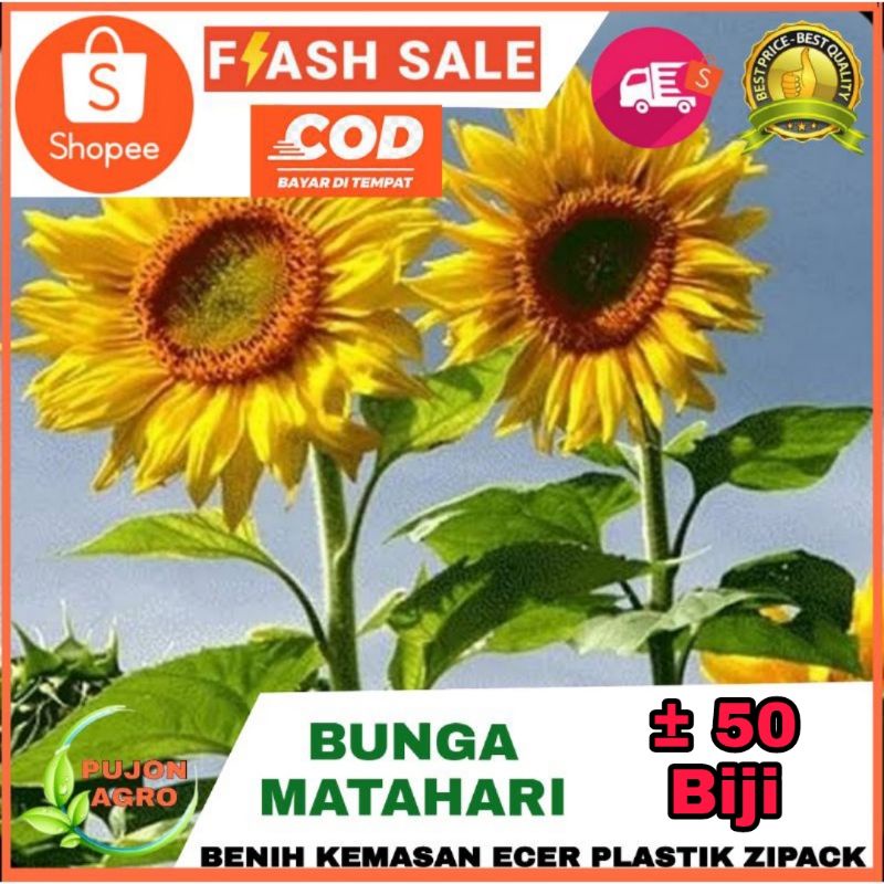 Jual 50 Biji Benih Bunga Matahari Kuning Mudah Di Tanam Kemasan ...