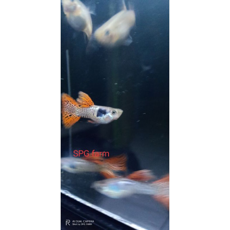 Jual ikan Guppy galaxy red medusa/pasang(kualitas) | Shopee Indonesia