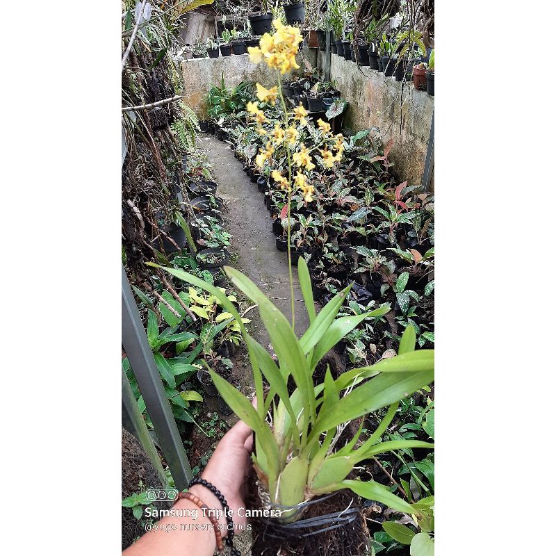 Jual anggrek Golden shower berbunga rumpun rimbun | Shopee Indonesia