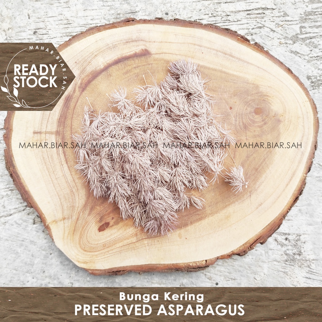 Jual RS 5 Gram Preserved Asparagus / Asparagus Bintang / Asparagus ...