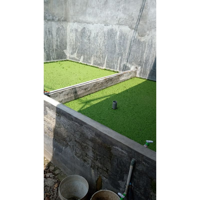 Jual Rumput Azolla Microphylla | Shopee Indonesia