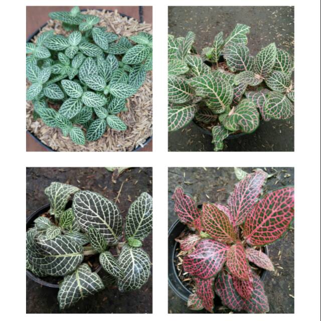Jual Paket HEMAT Fittonia | Shopee Indonesia