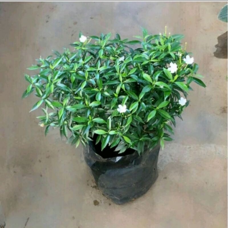 Jual tanaman sabrina hijau/rombusa hijau tanaman rombosa | Shopee Indonesia