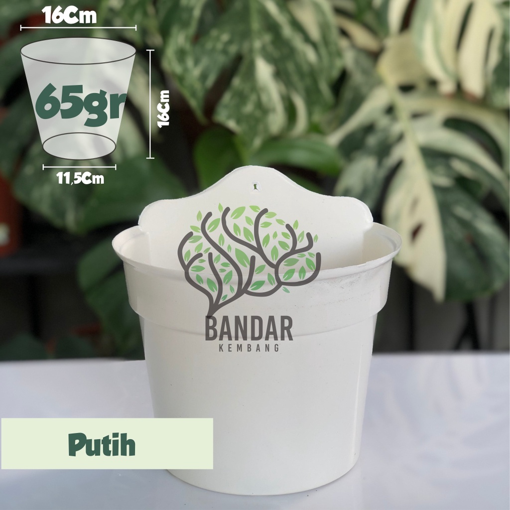 Jual Pot Dinding Monstera 18 CM - Pot Dinding Tempel Murah - Pot Tempel ...