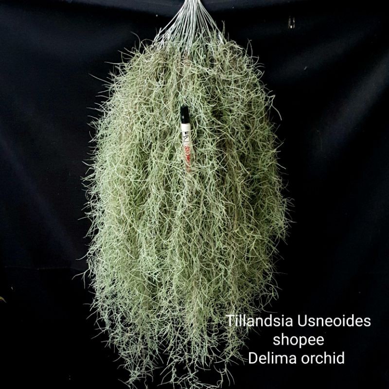 Jual tanaman hias gantung jenggot musa spanish moss Tillandsia ...