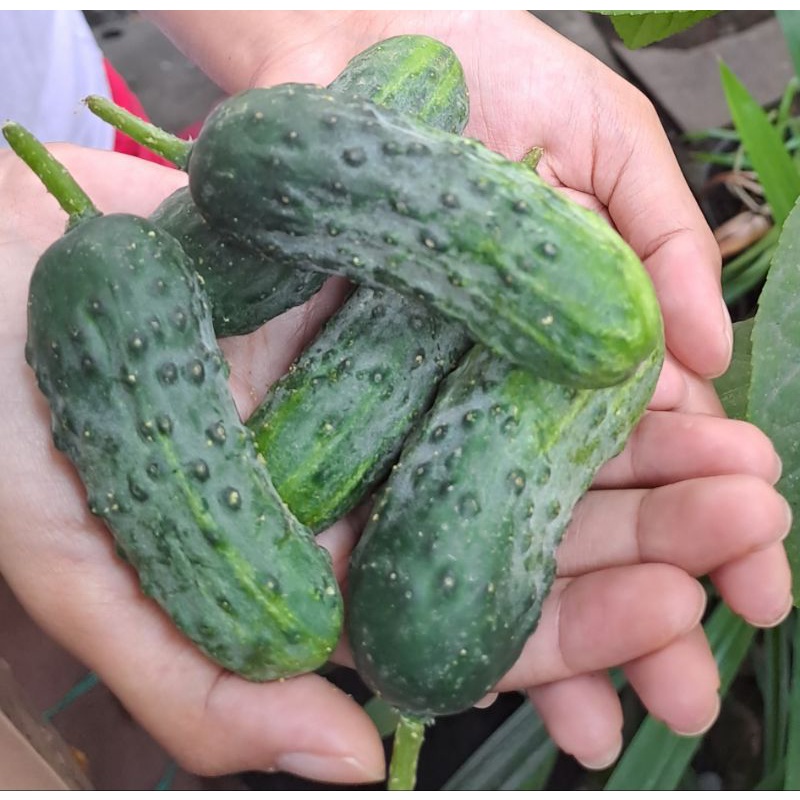 Jual Gherkin/ Timun gherkin Segar/ Gherkin Timun Segar/Timun Baby ...