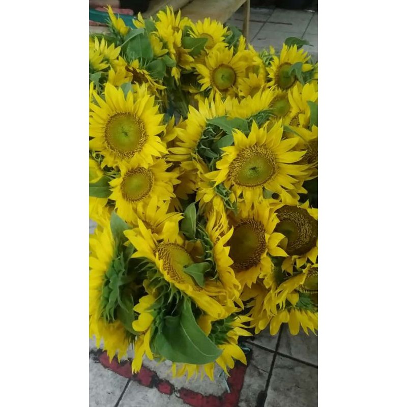 Jual BUNGA MATAHARI ASLI MURAH FLORIST DEKORASI UNTUK BUKET DAN ...