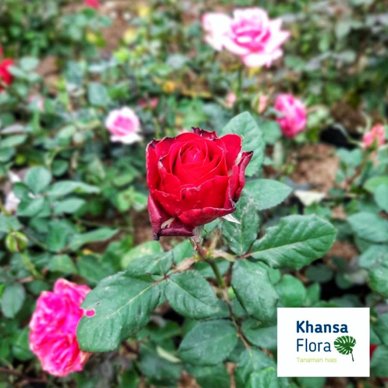 Jual pohon bunga mawar merah (beli 5 gratis 1) | Shopee Indonesia