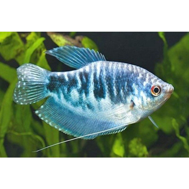 Jual Ikan Hias Sepat (BIRU) -Harga Perpasang- | Shopee Indonesia