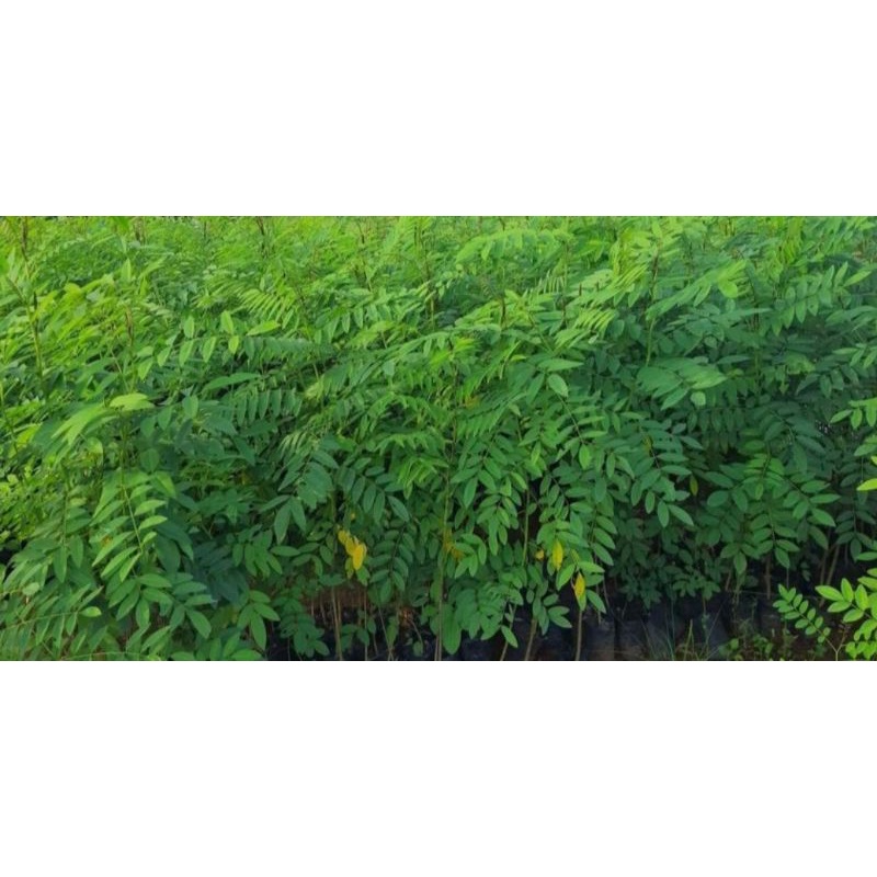 Jual Bibit Indigofera pakan ternak | Shopee Indonesia