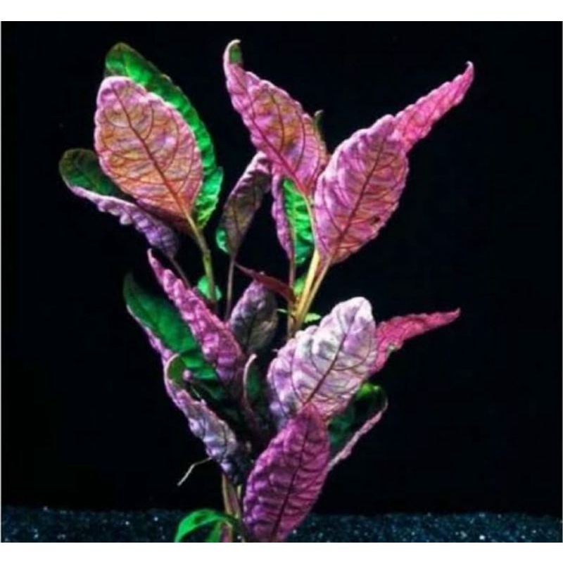 Jual hemigraphis colorata - tanaman aquascape | Shopee Indonesia