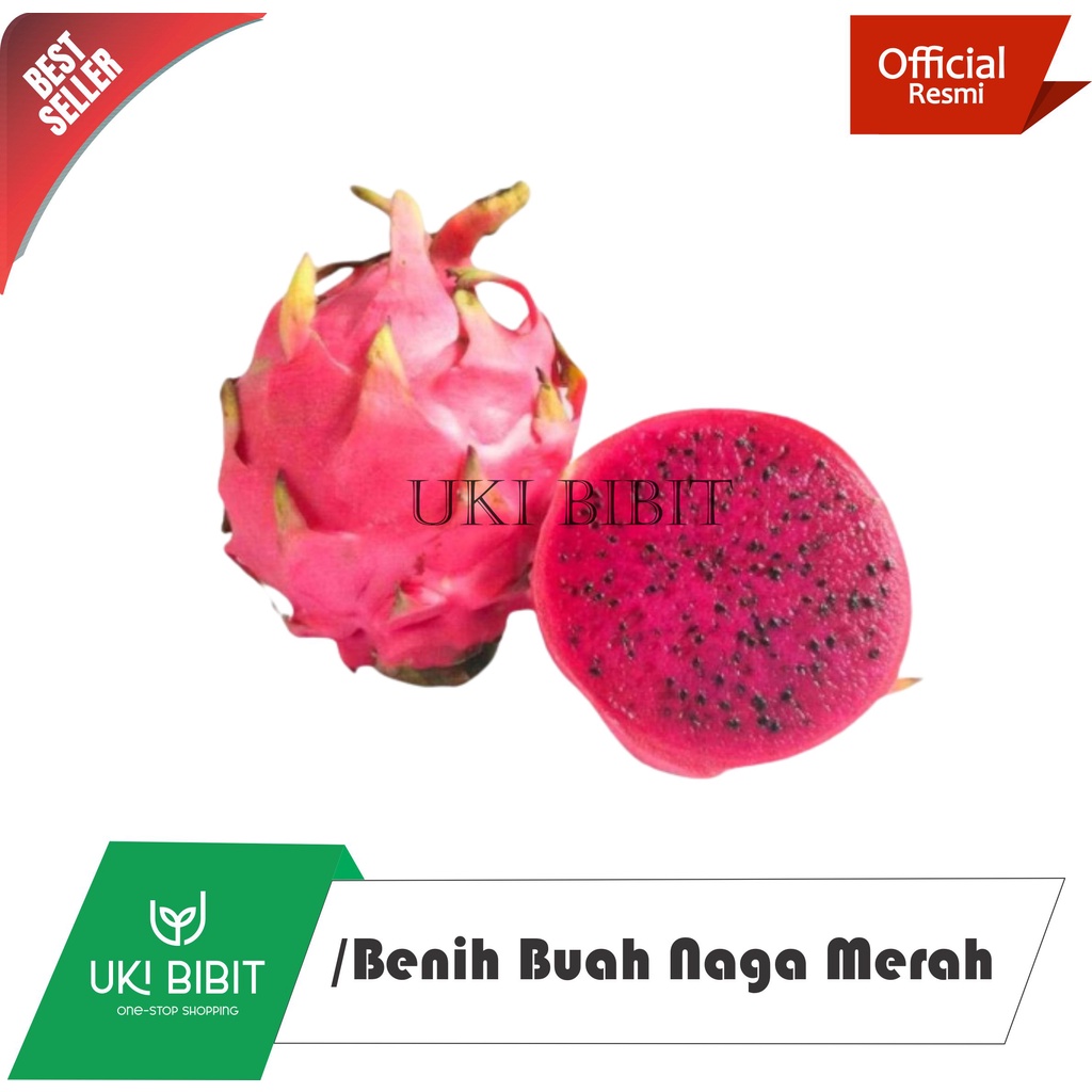 Jual ( 500 Butir ) Benih Biji Buah Naga | Buah Naga Merah | Buah Naga ...