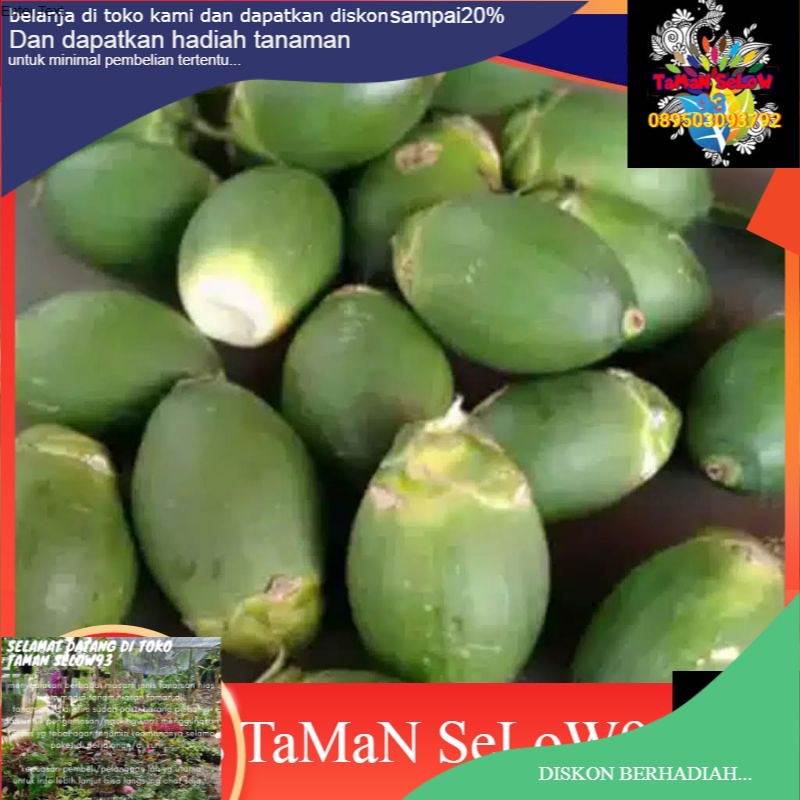 Jual buah pinang muda segar/Buah pinang obat herbal isi 1 kg | Shopee ...