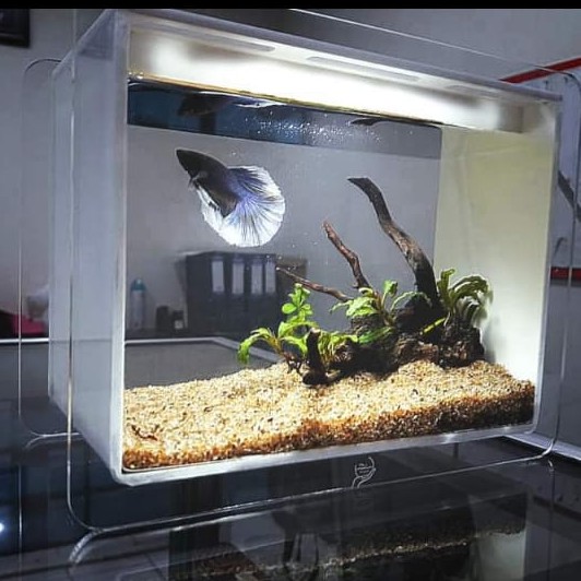 Jual Studio foto cupang, box studio cupang, tempat foto cupang, box ...