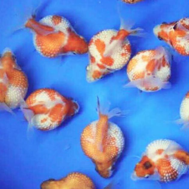 Jual Ready Ikan Hias Maskoki Mas Koki Emas Koki Mutiara Aquarium ...