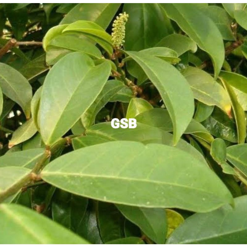 Jual Daun buni segar petik langsung 500 gram | Shopee Indonesia