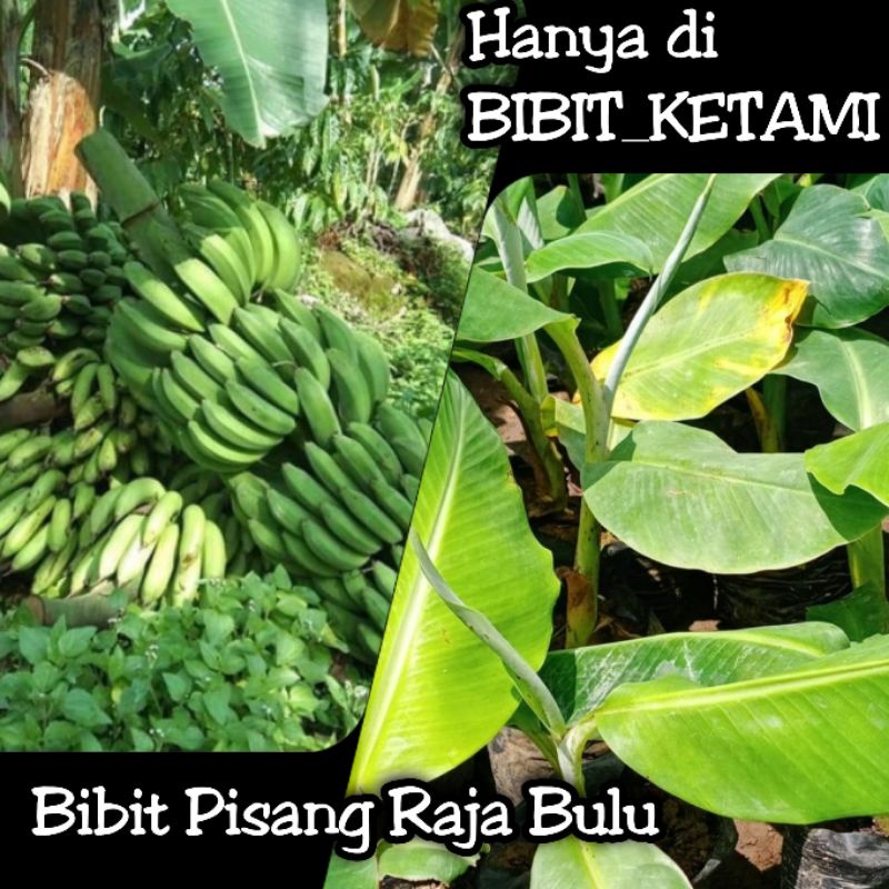 Jual Bibit Pisang Raja Bulu - Kategori Standart (ORIGINAL) | Shopee ...