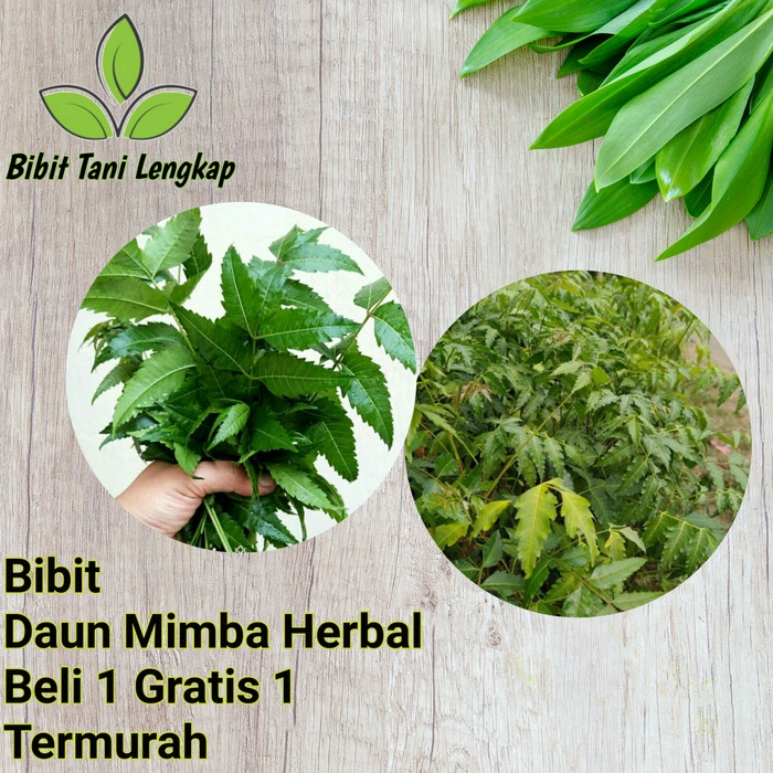 Jual Bibit Tanaman Daun Mimba Herbal Asli | Shopee Indonesia