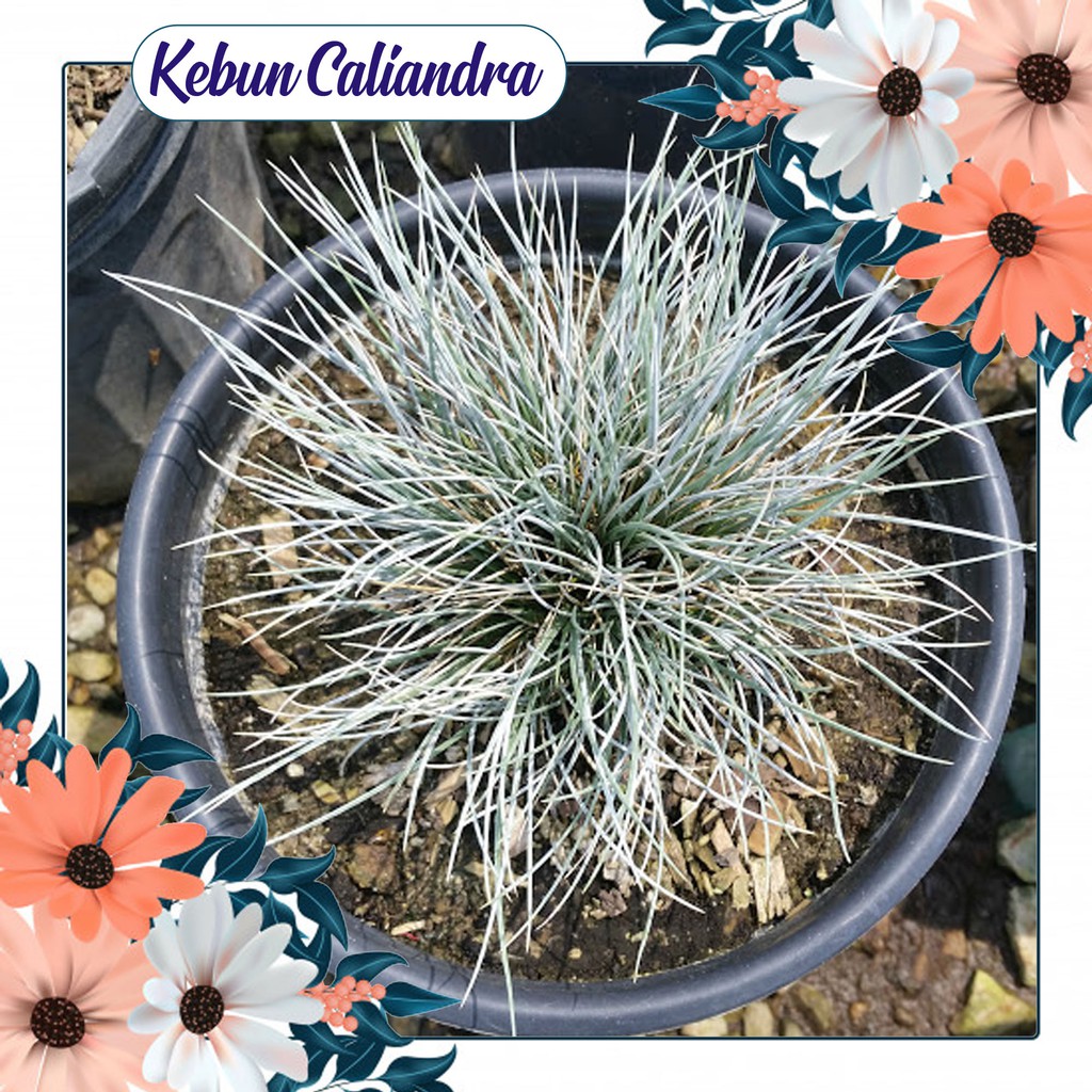 Jual Tanaman hias rumput biru - festuca glauca | Shopee Indonesia