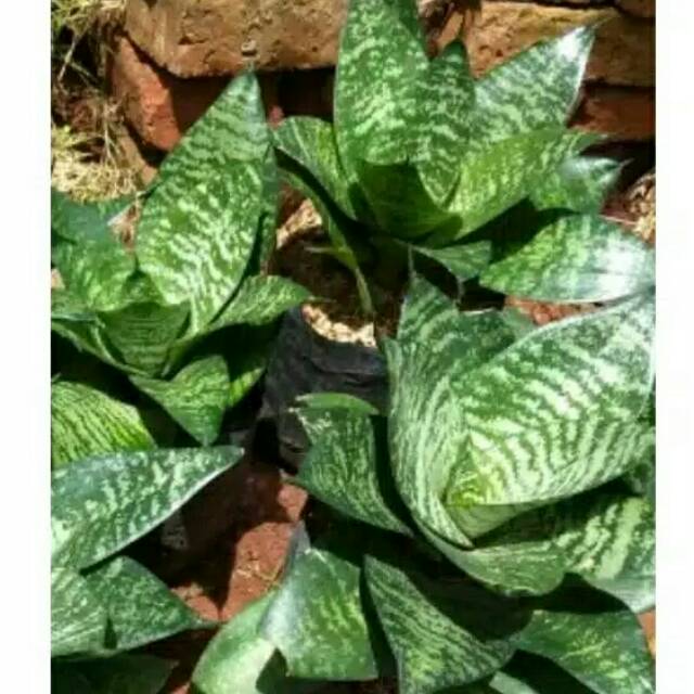 Jual Tanaman pot indor sensivera kodok2 kan hijau | Shopee Indonesia